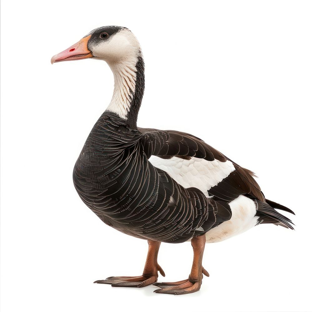Black-necked goose standing isolated | Free Photo - rawpixel