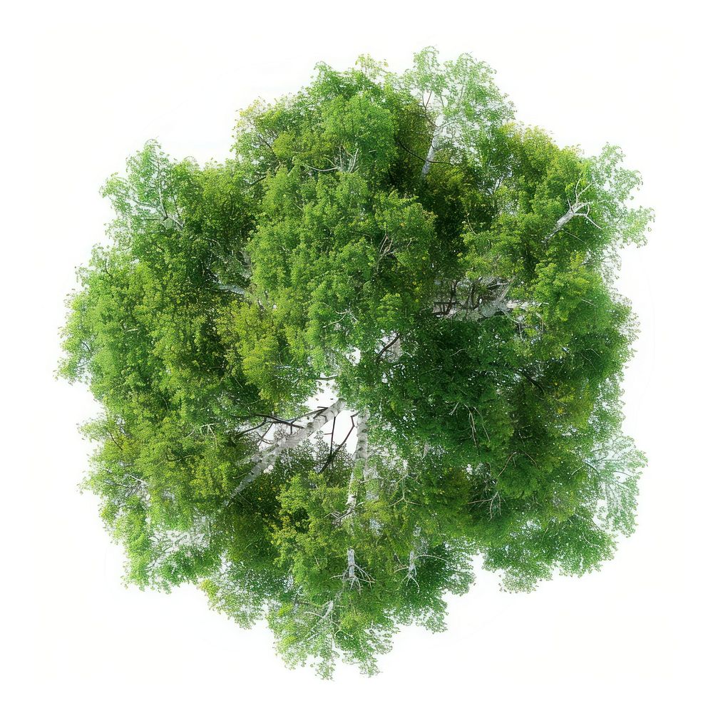 Top view birch tree vegetation | Premium Photo - rawpixel