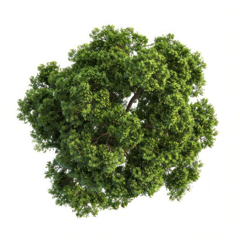 Top view oak tree vegetation | Free Photo - rawpixel