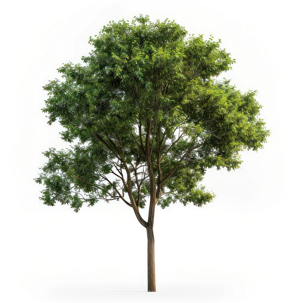 Elm tree vegetation sycamore plant. | Free Photo - rawpixel