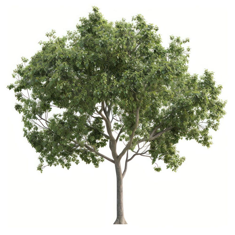 Elm tree sycamore plant oak. | Free Photo - rawpixel