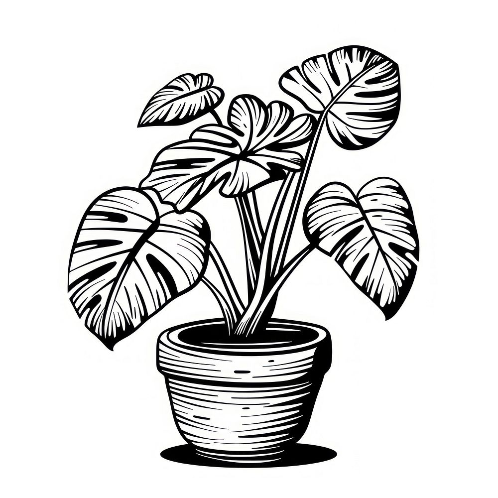 Monstera cartoon illustration plant illustrated | Free Photo ...