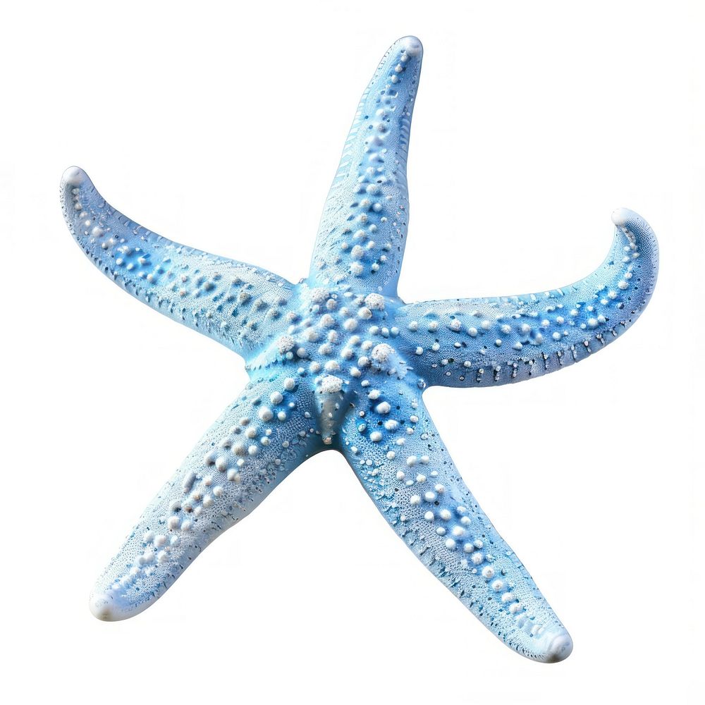 Blue starfish on white background | Free Photo - rawpixel