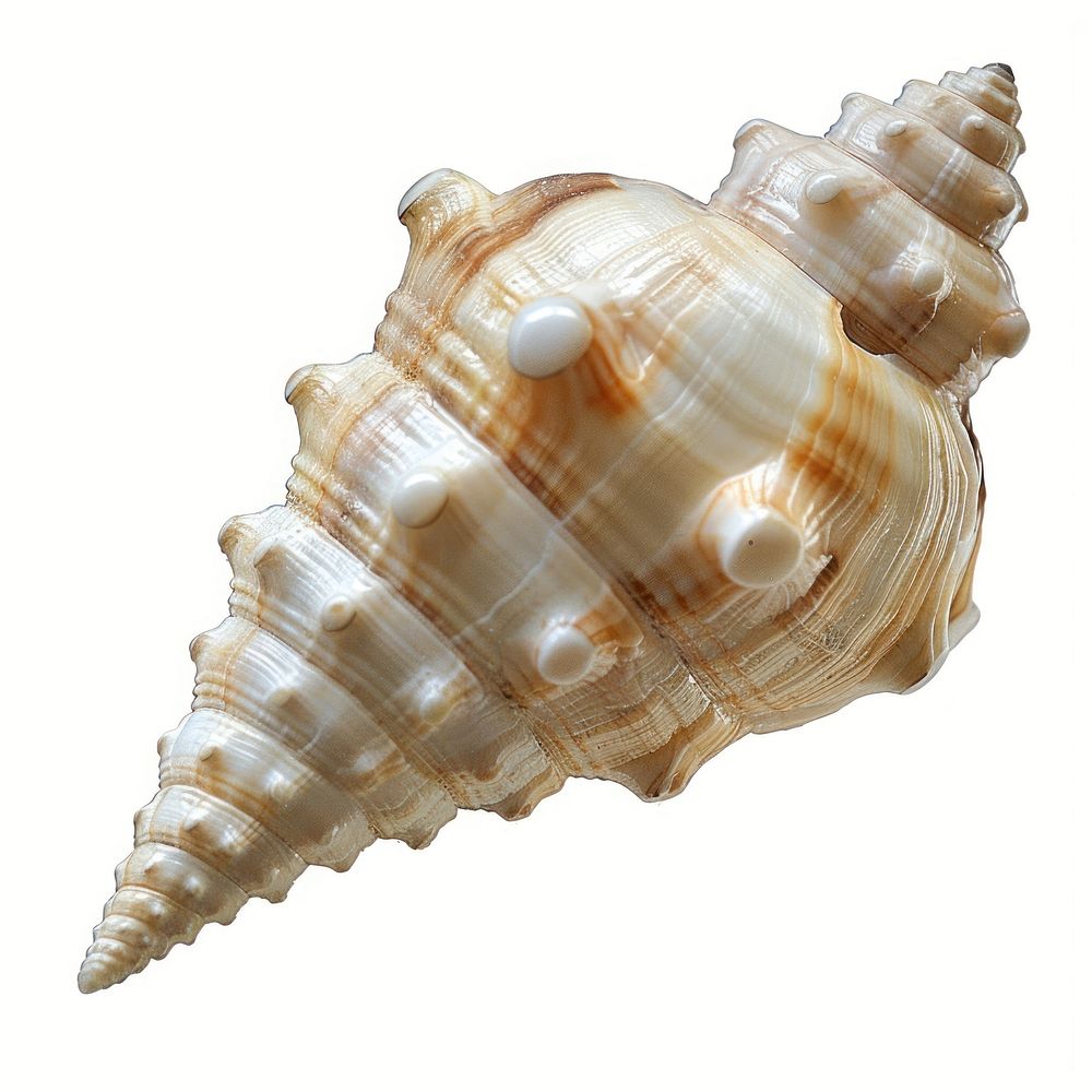 Beautiful spiral seashell closeup | Premium Photo - rawpixel