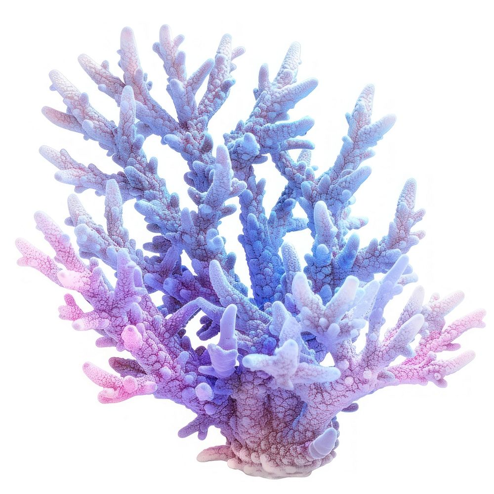Vibrant purple coral reef | Free Photo - rawpixel