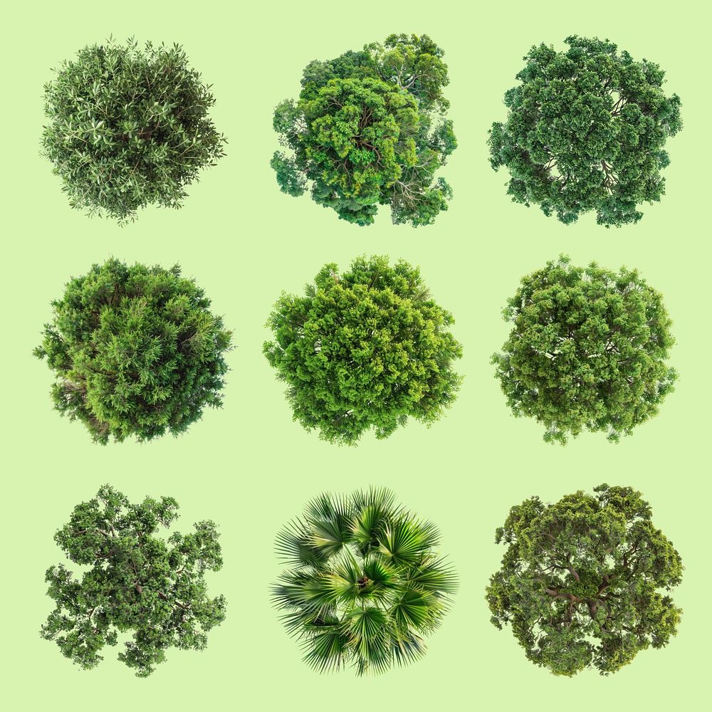 Tree top view element set | Free Photo - rawpixel