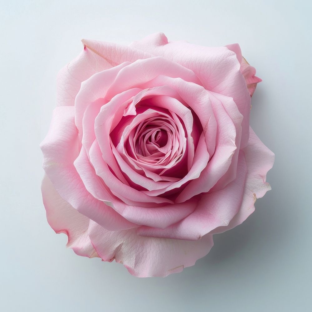 Pink rose flower blossom plant | Free Photo - rawpixel