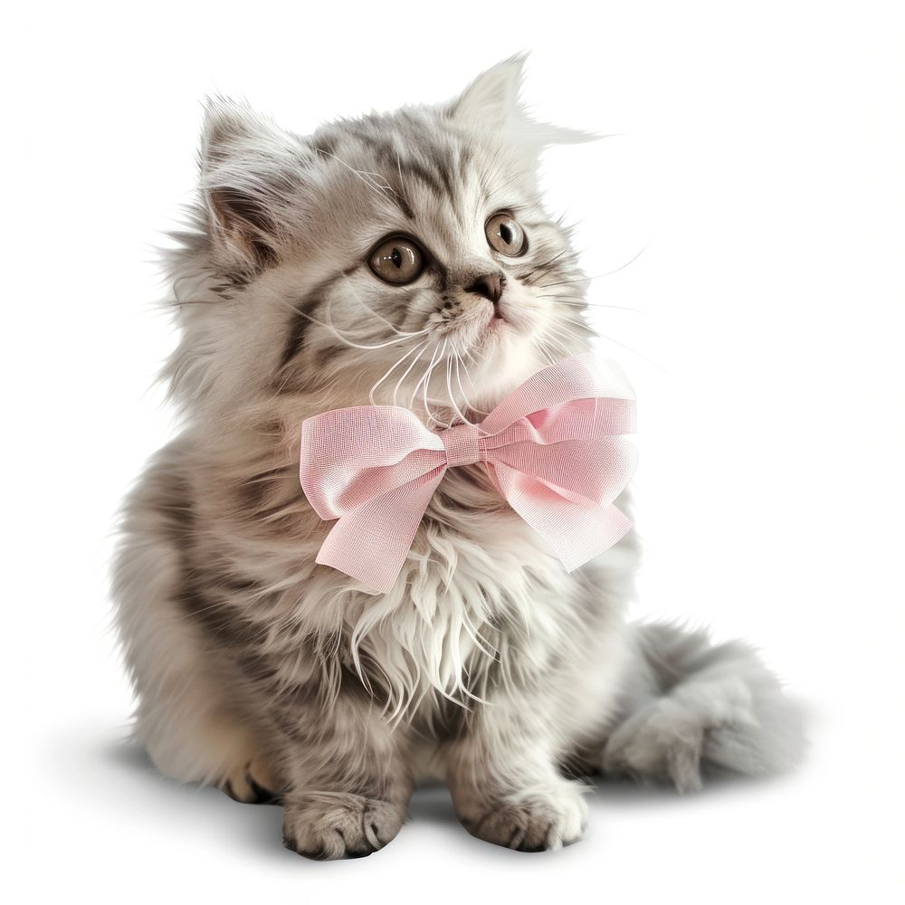 Adorable kitten with pink bow | Free Photo - rawpixel