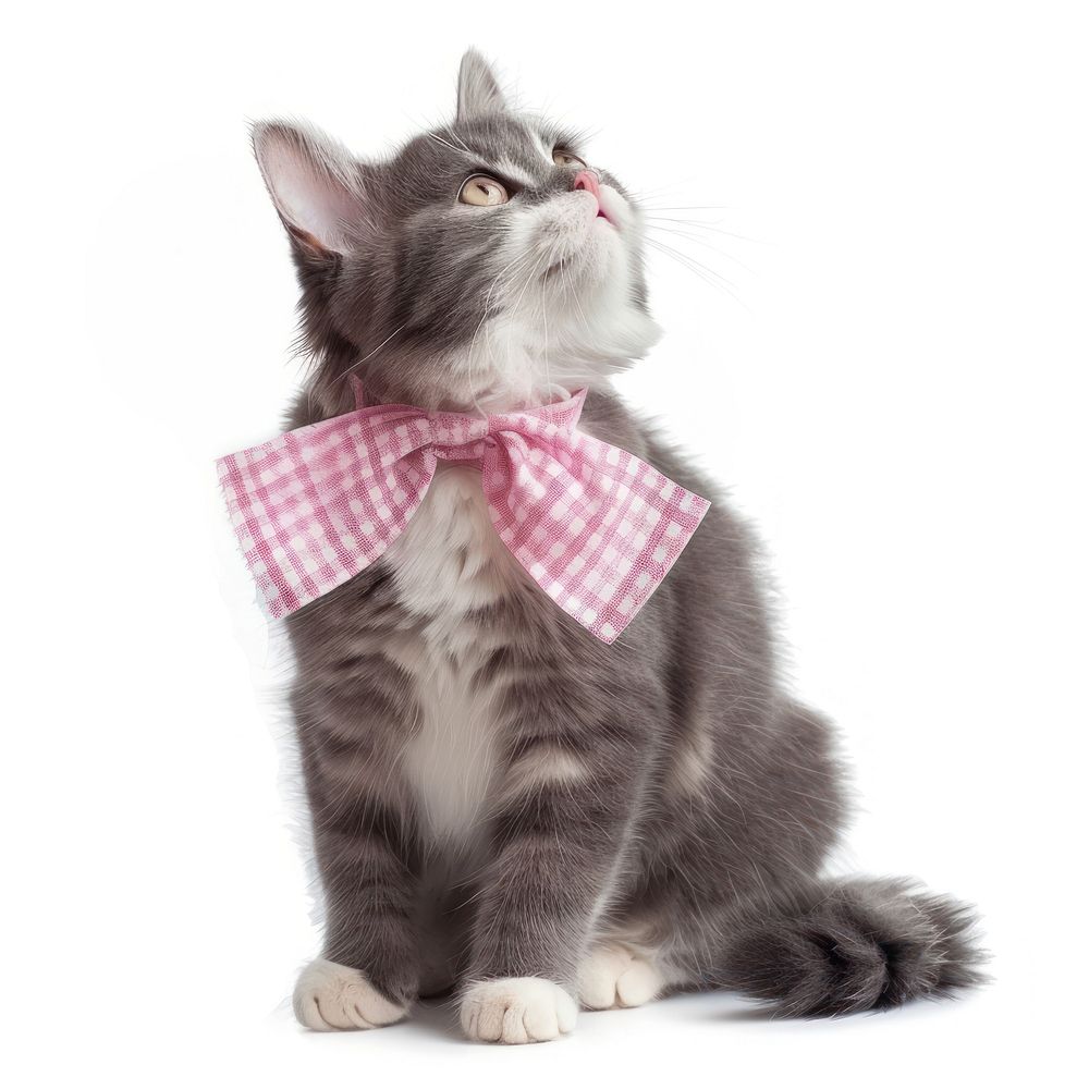 Cute kitten with pink bow | Free Photo - rawpixel