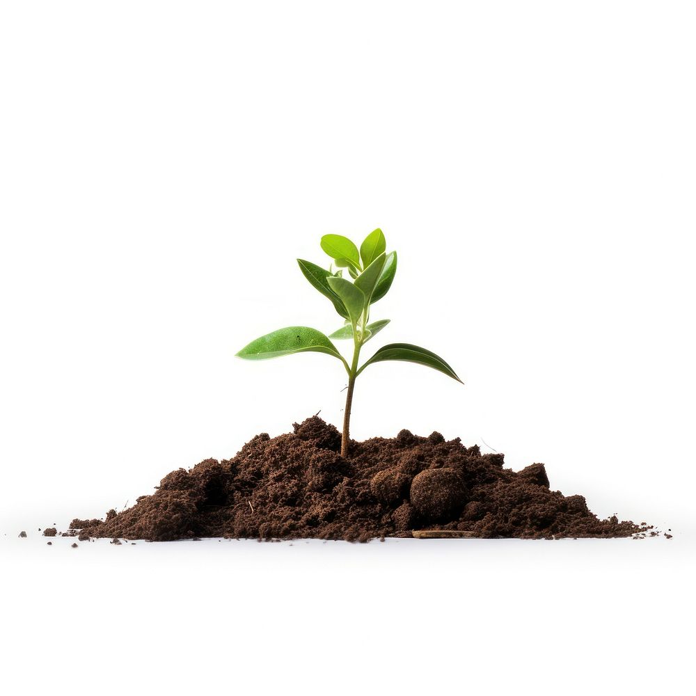 Sapling soil sprout plant leaf. | Free Photo - rawpixel