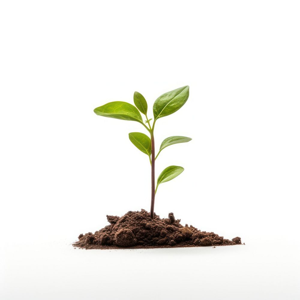 Sapling soil sprout plant leaf. | Free Photo - rawpixel