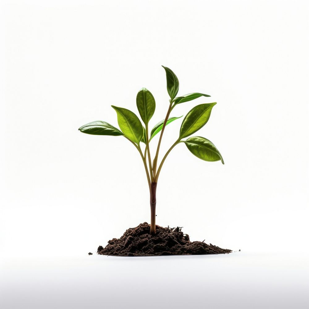 Sapling sprout herbal plant. | Free Photo - rawpixel