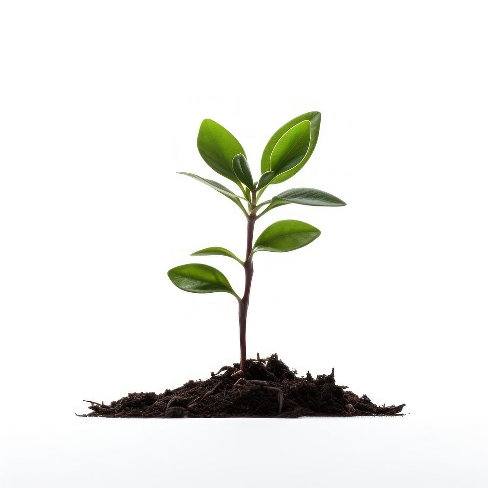 Sapling sprout plant soil. | Free Photo - rawpixel