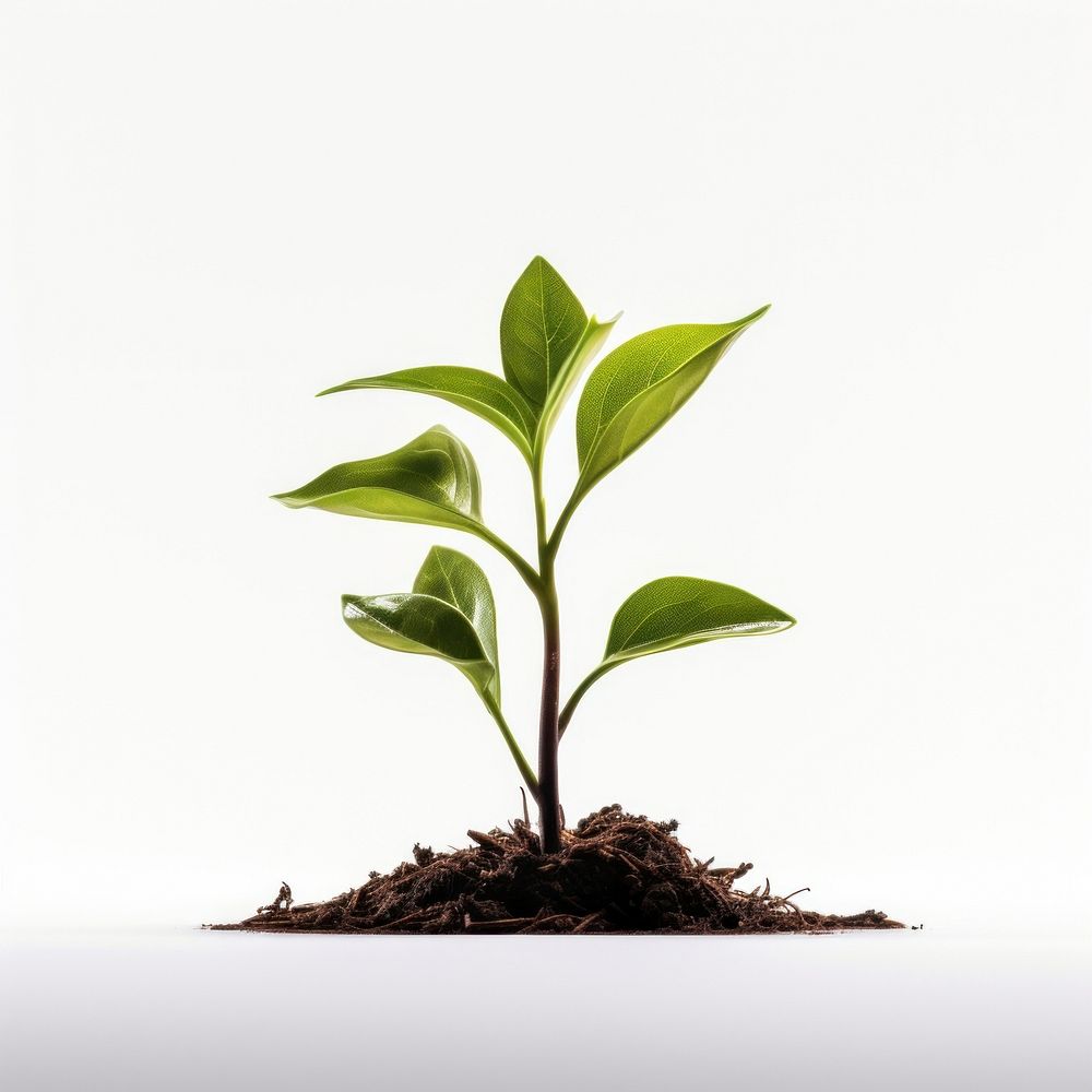 Sapling sprout plant leaf. | Free Photo - rawpixel