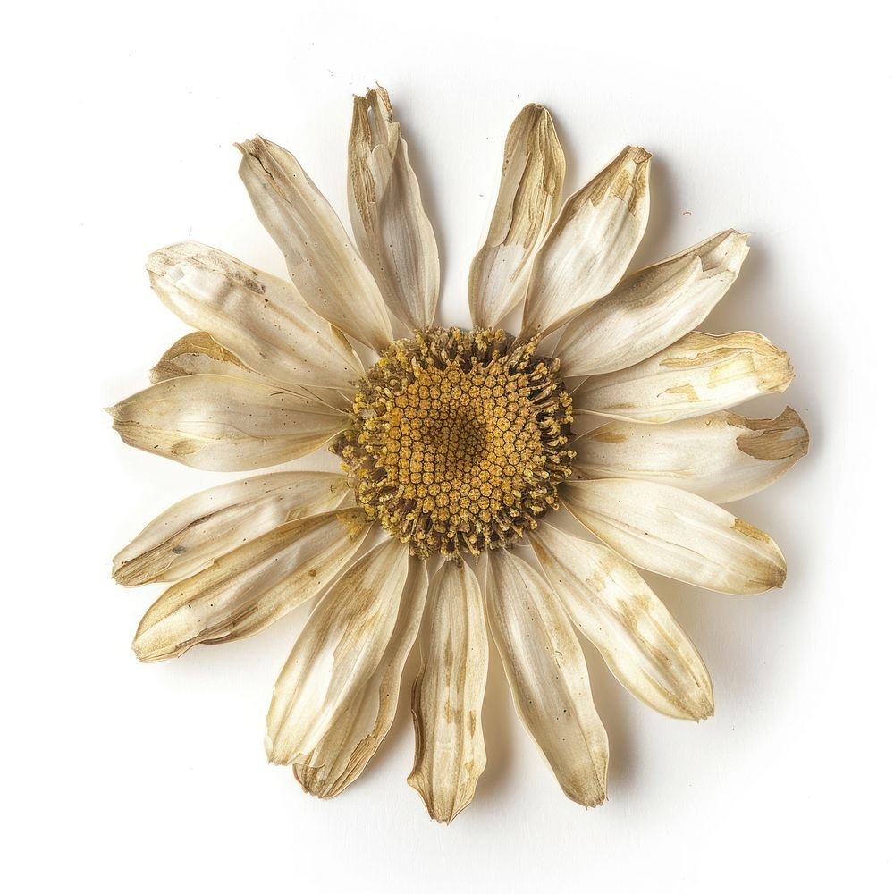 Dried daisy flower close-up | Free Photo - rawpixel