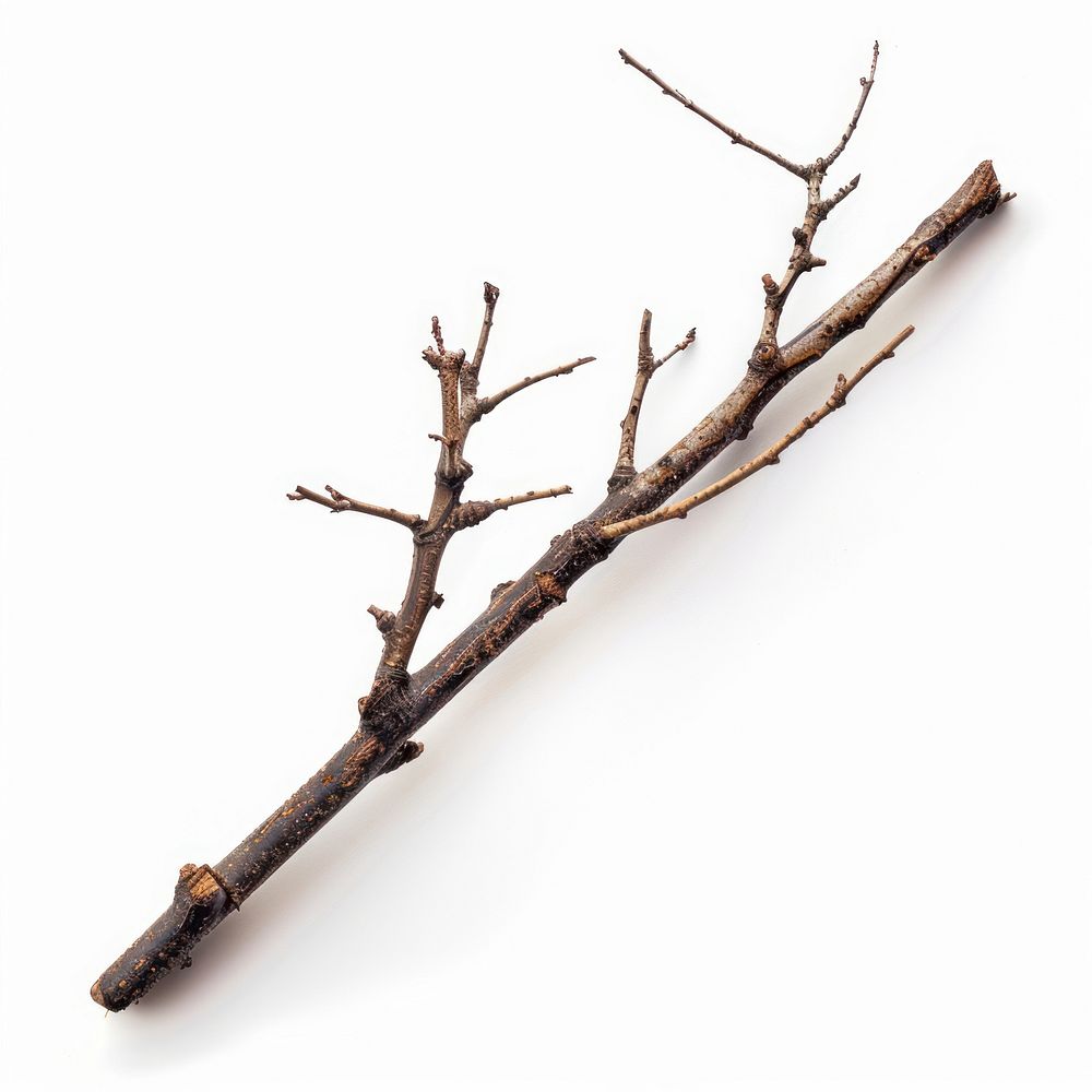 Natural wooden branch isolated white | Free Photo - rawpixel