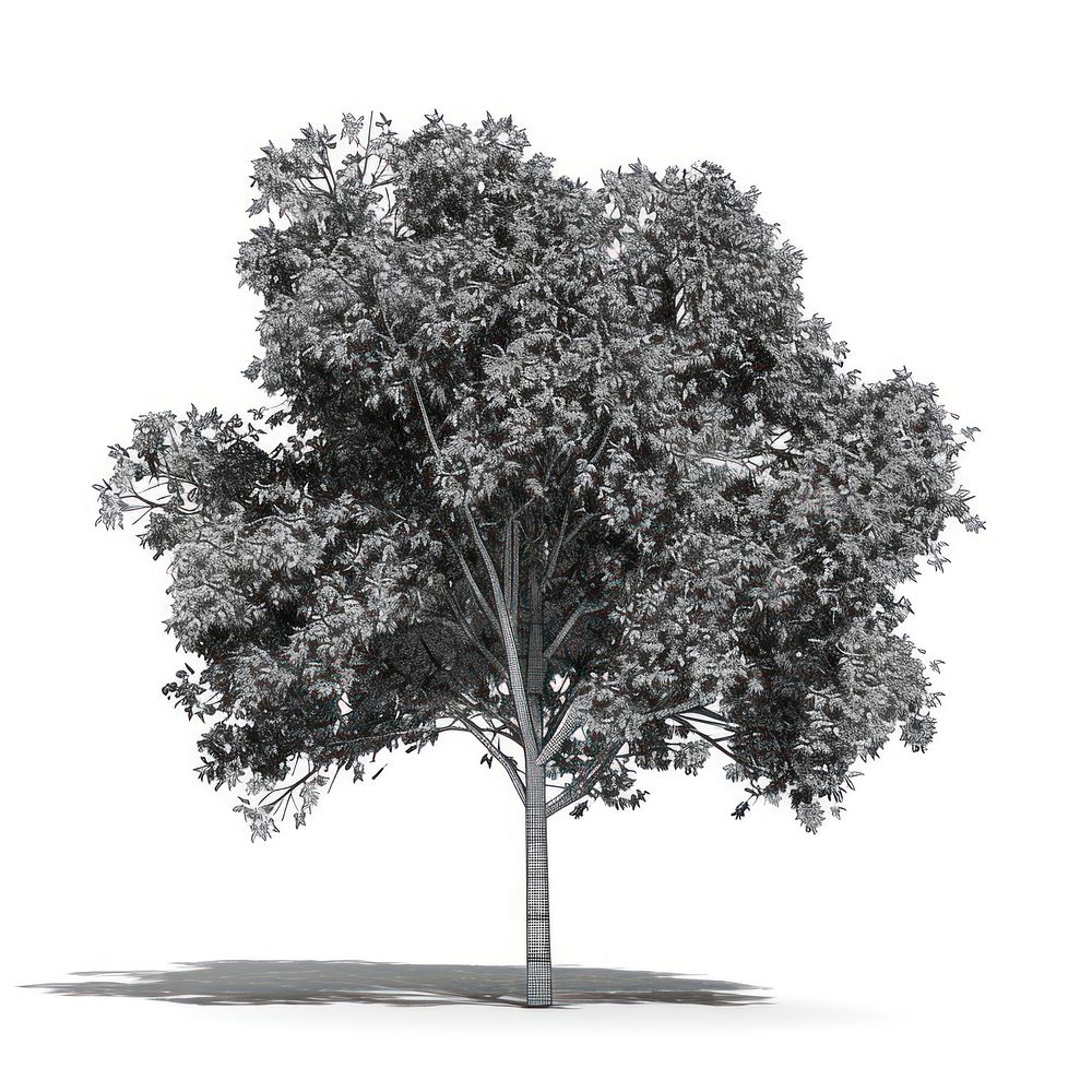 Tree outline illustrated sycamore drawing. | Free Photo Illustration ...