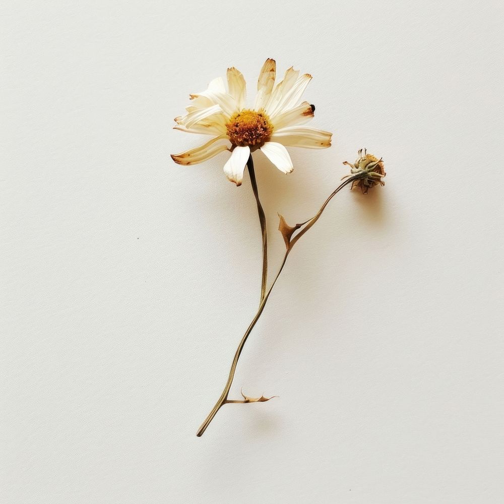 Dried daisy on white background | Free Photo - rawpixel