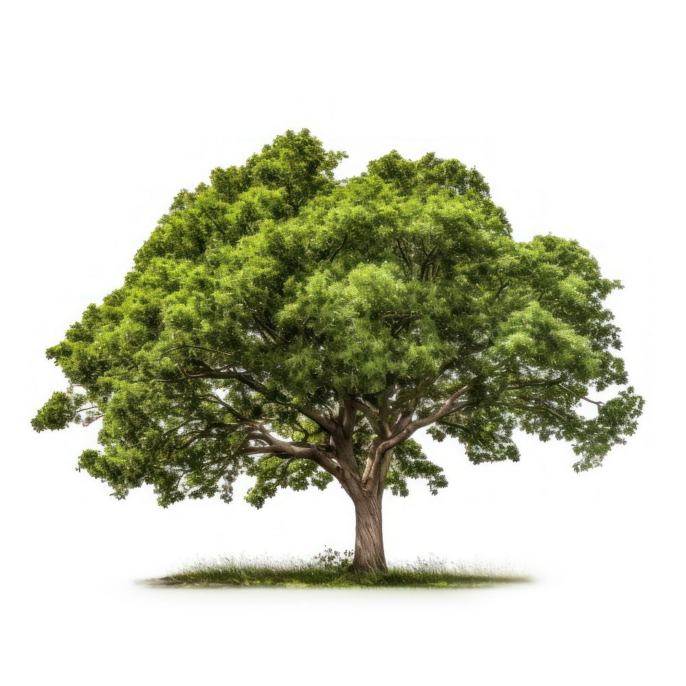 A tree sycamore plant oak. | Free Photo - rawpixel