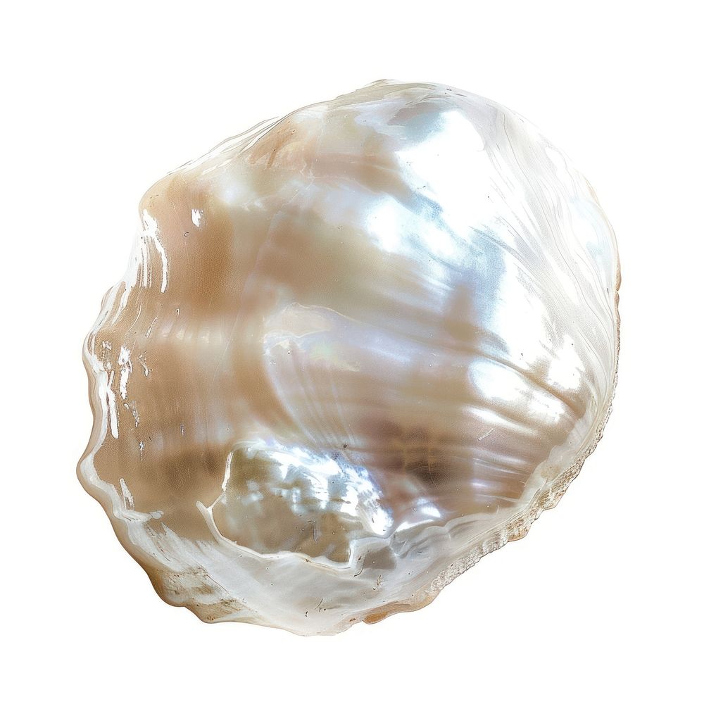 Shiny iridescent seashell on white | Free Photo - rawpixel
