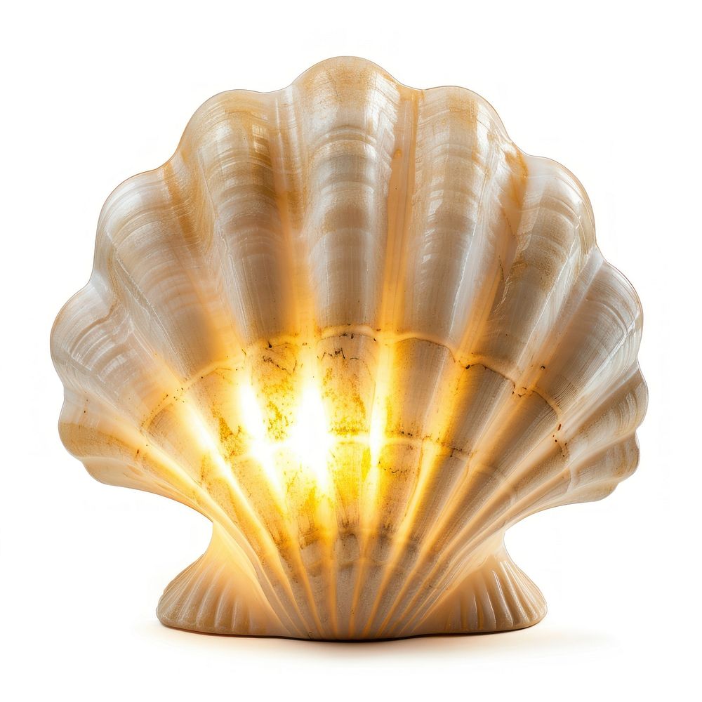 Elegant seashell lamp design | Free Photo - rawpixel