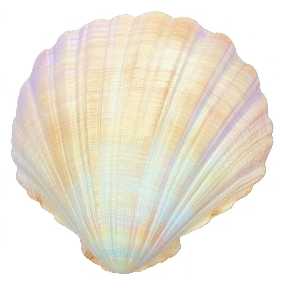Iridescent seashell coastal decor | Free Photo - rawpixel