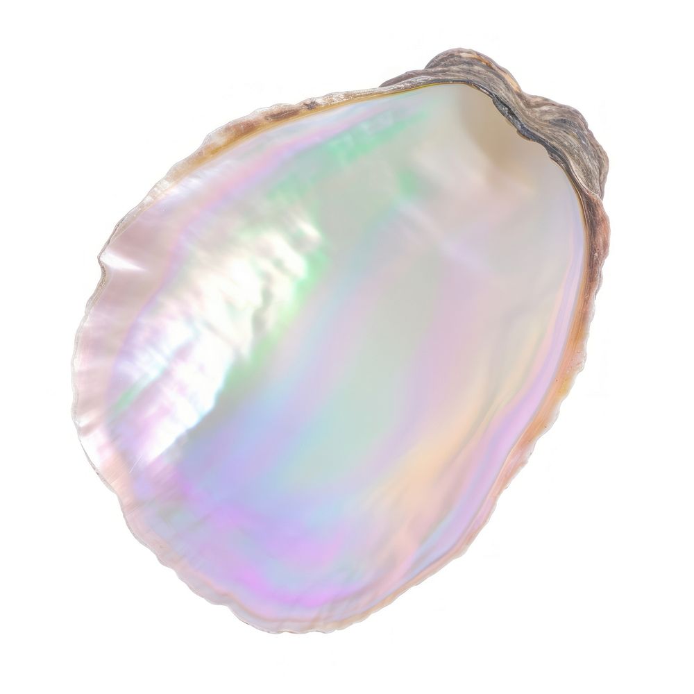 Iridescent Shell Nature Beauty Free Photo Rawpixel