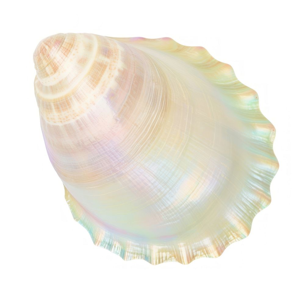 Iridescent seashell close-up | Free Photo - rawpixel