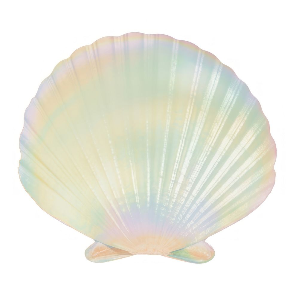 Colorful iridescent seashell decor | Free Photo - rawpixel