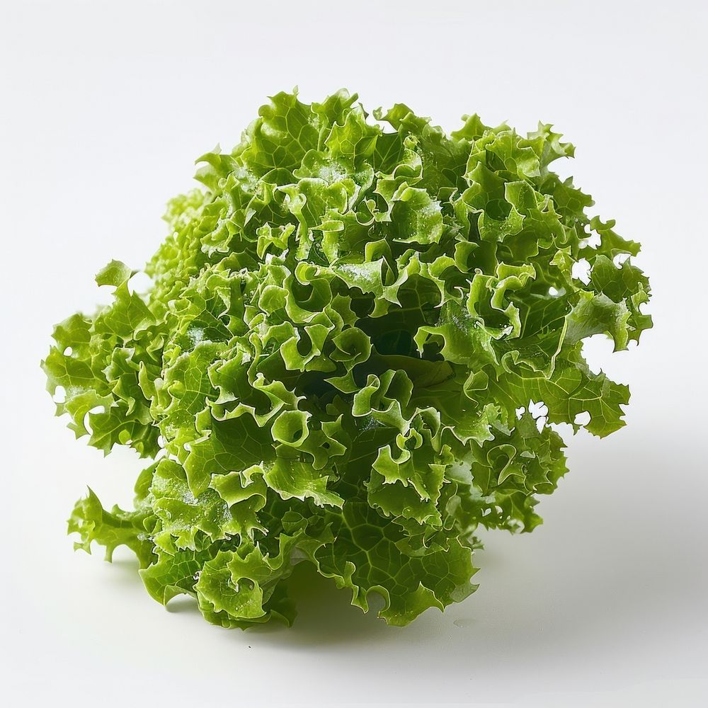 Fresh curly green lettuce head | Free Photo - rawpixel