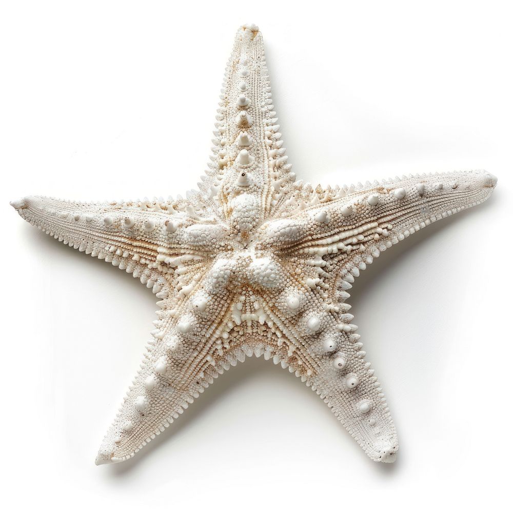 White starfish on white | Free Photo - rawpixel