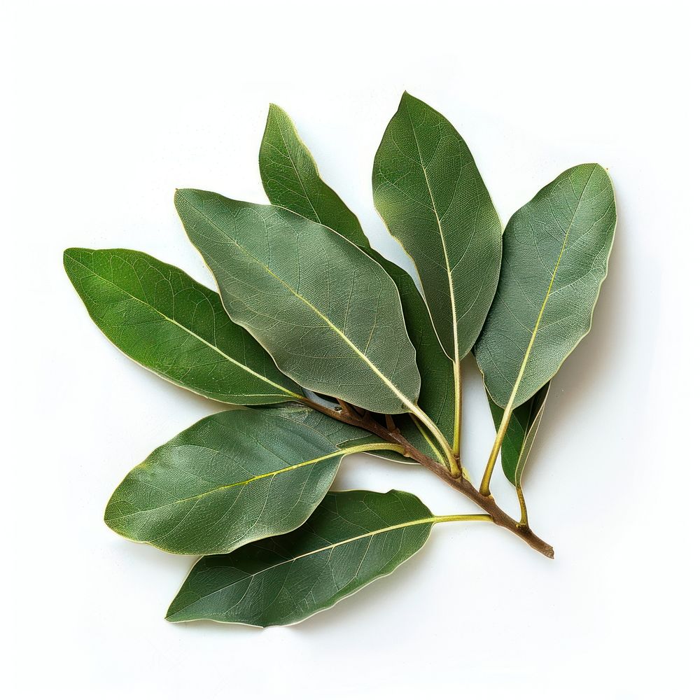 Bay leaves plant leaf tree. | Free Photo - rawpixel