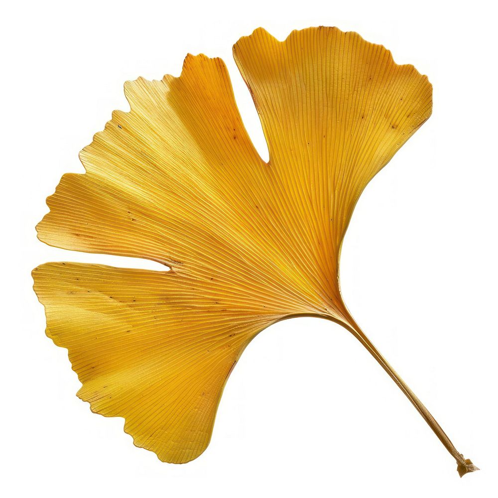 Golden ginkgo leaf isolated beauty | Free Photo - rawpixel