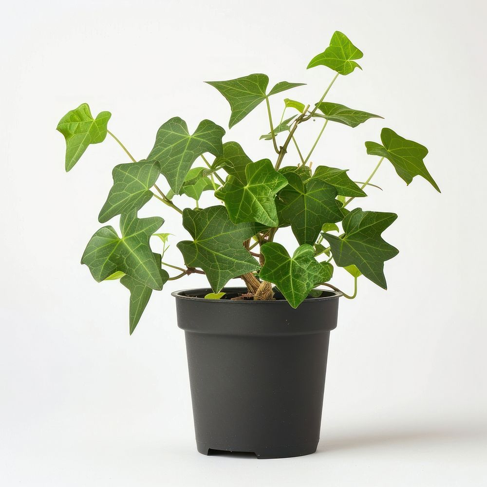 Potted ivy plant on white | Free Photo - rawpixel