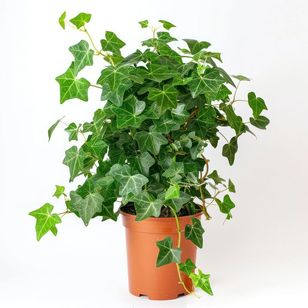 Lush potted ivy plant | Free Photo - rawpixel