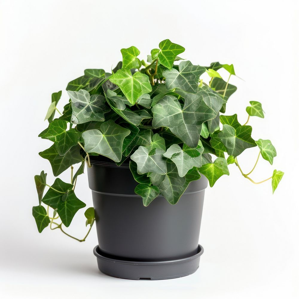 Lush green ivy plant pot | Free Photo - rawpixel