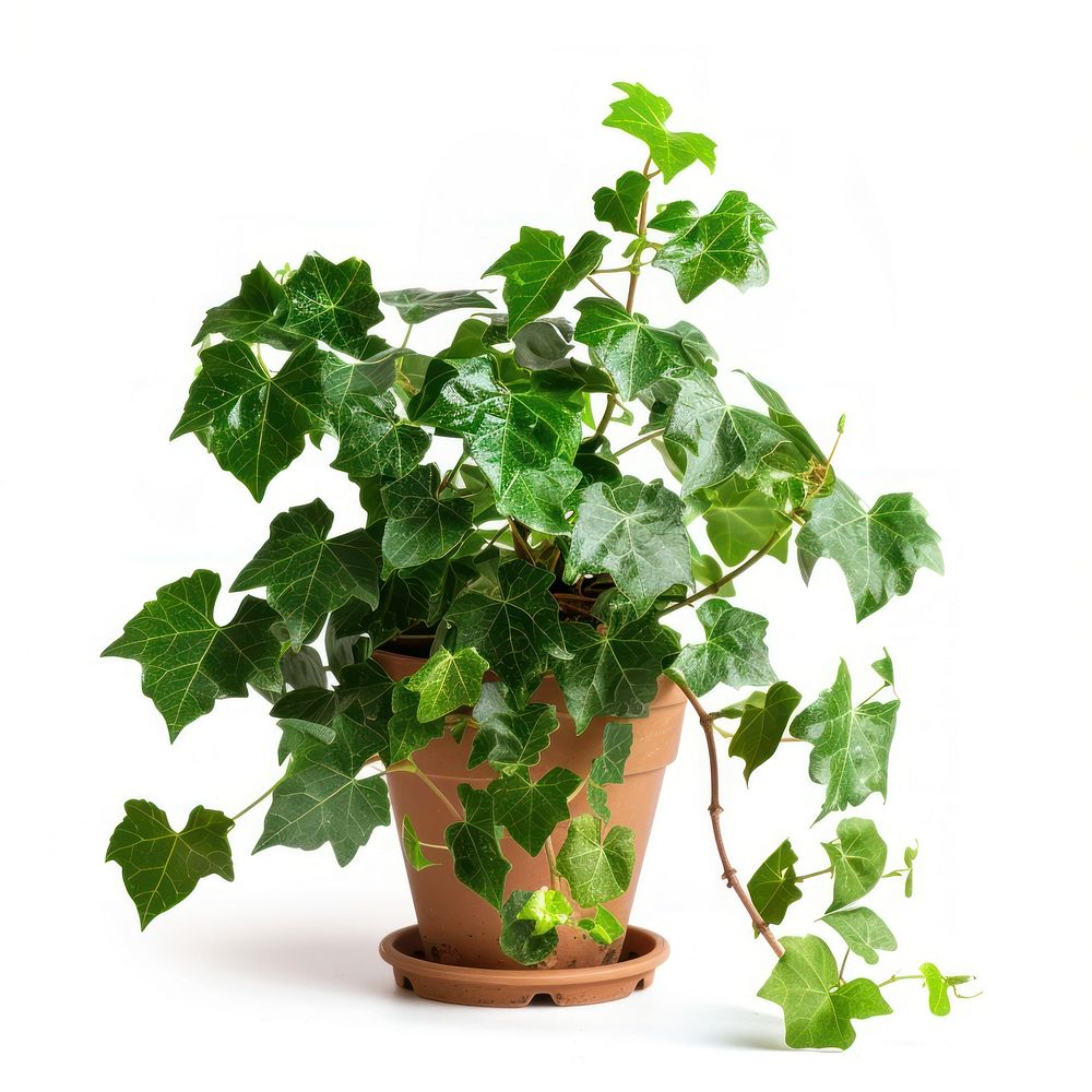 Lush green potted ivy plant | Free Photo - rawpixel