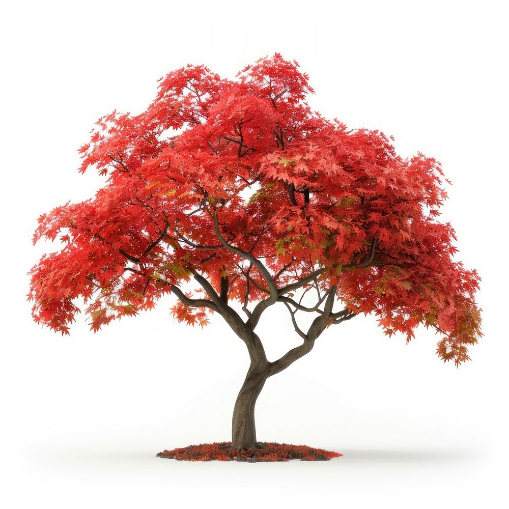 Vibrant red maple tree | Free Photo - rawpixel