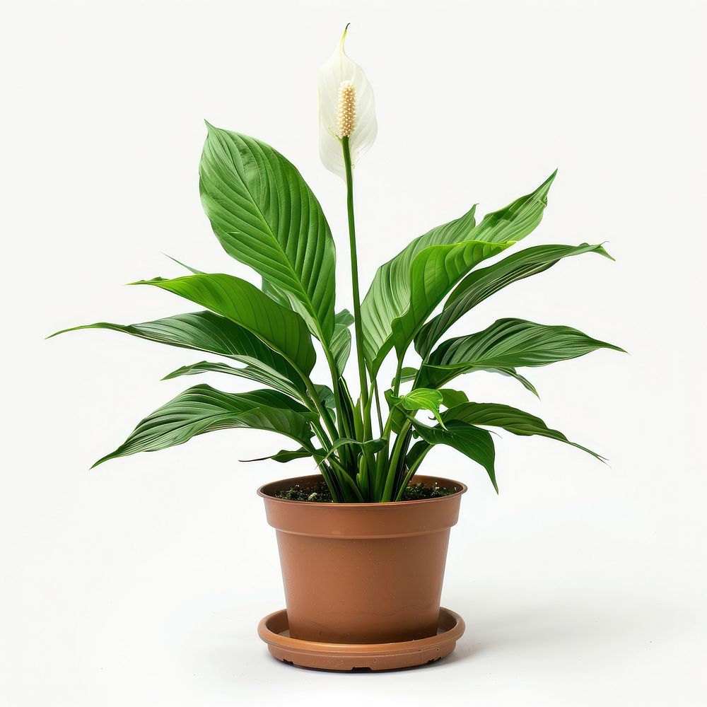 Elegant indoor peace lily plant | Free Photo - rawpixel