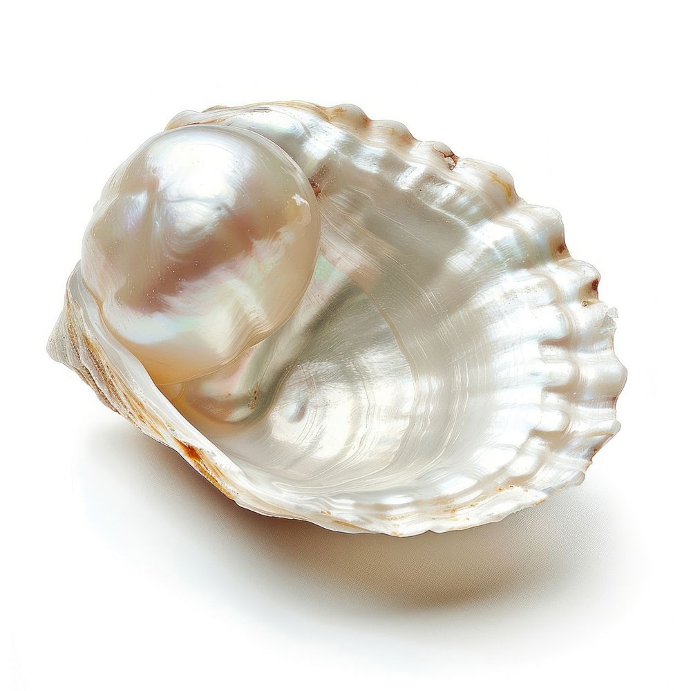 Elegant pearl inside seashell | Free Photo - rawpixel