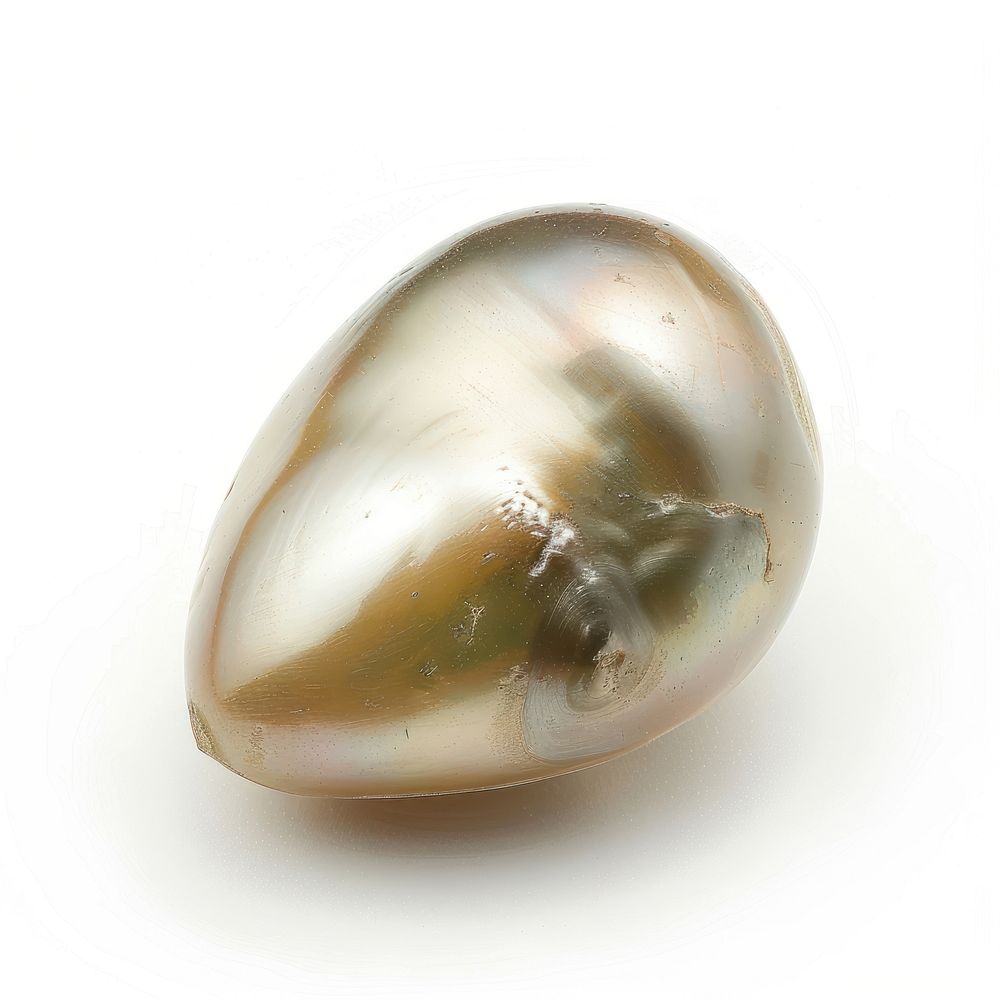 Shiny seashell with iridescent surface | Free Photo - rawpixel