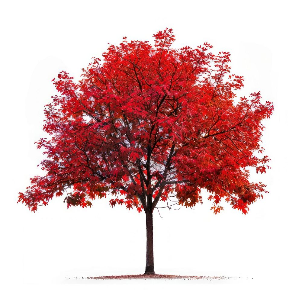 Vibrant autumn red tree | Free Photo - rawpixel