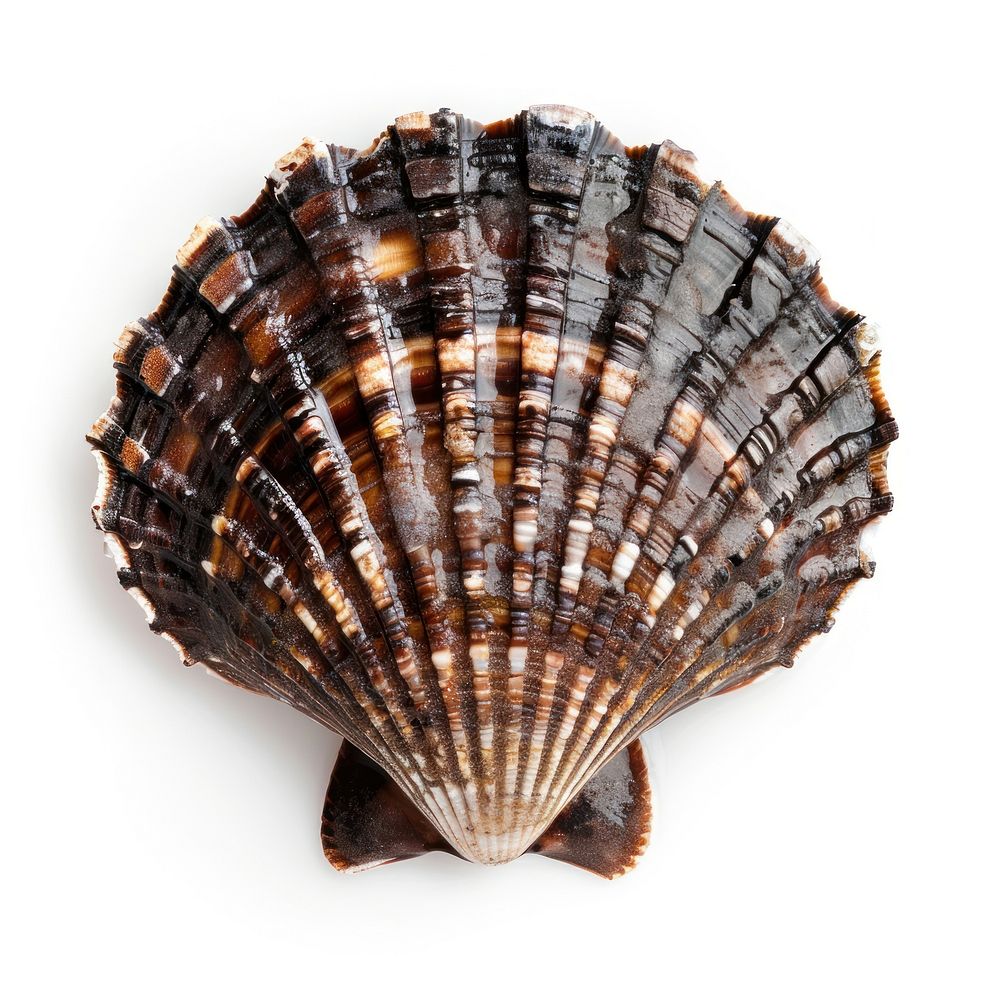 Scallop invertebrate chandelier seashell. | Free Photo - rawpixel