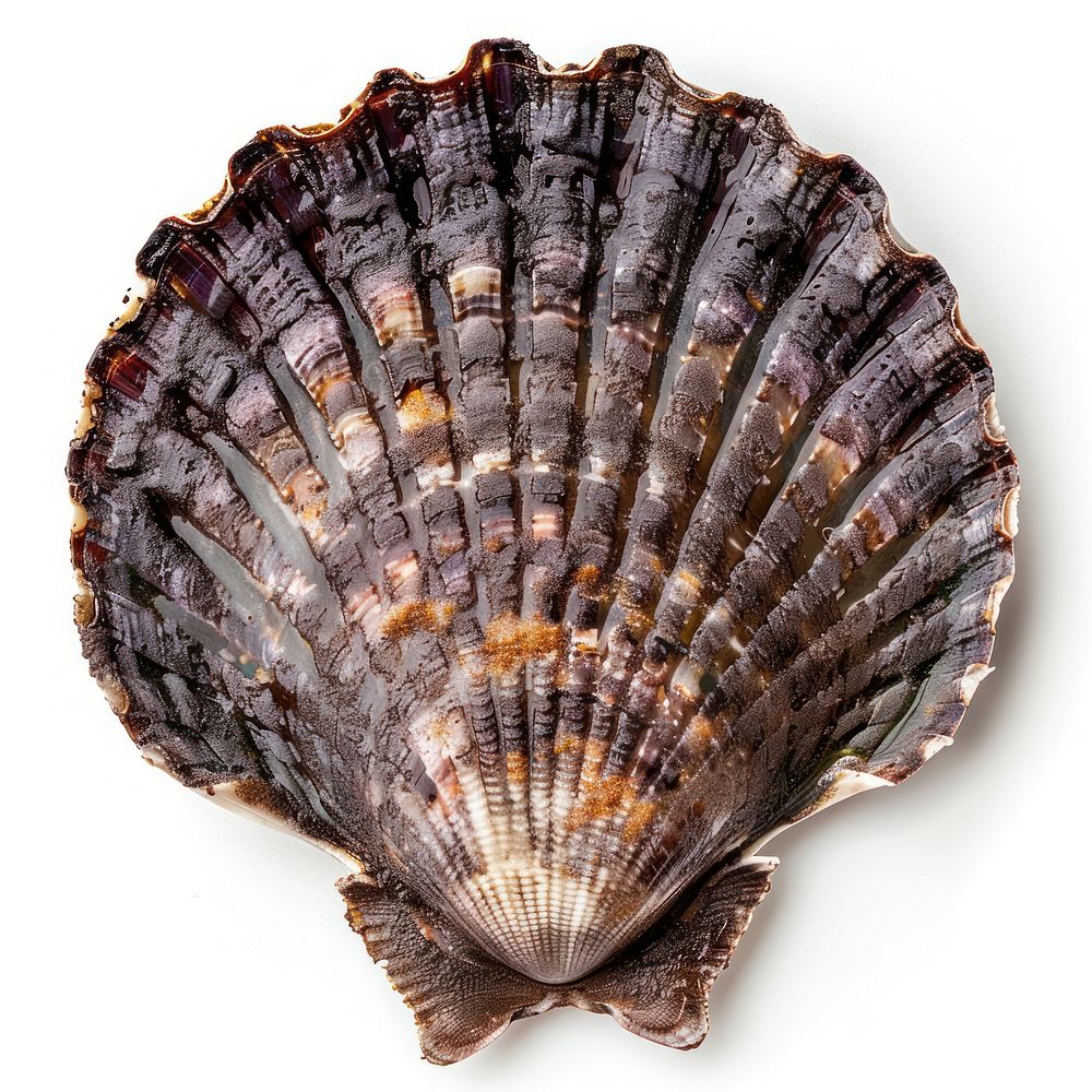 Scallop invertebrate accessories accessory. | Free Photo - rawpixel