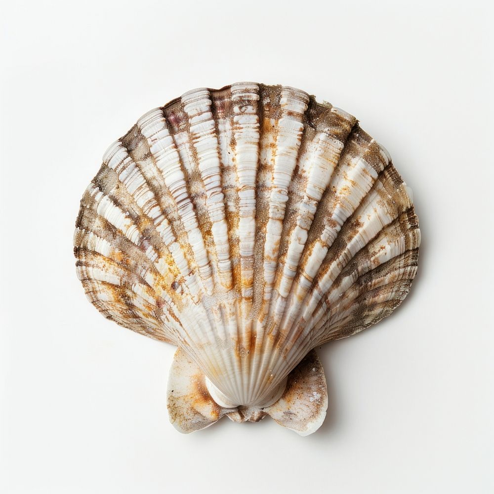 Scallop invertebrate chandelier seashell. | Free Photo - rawpixel