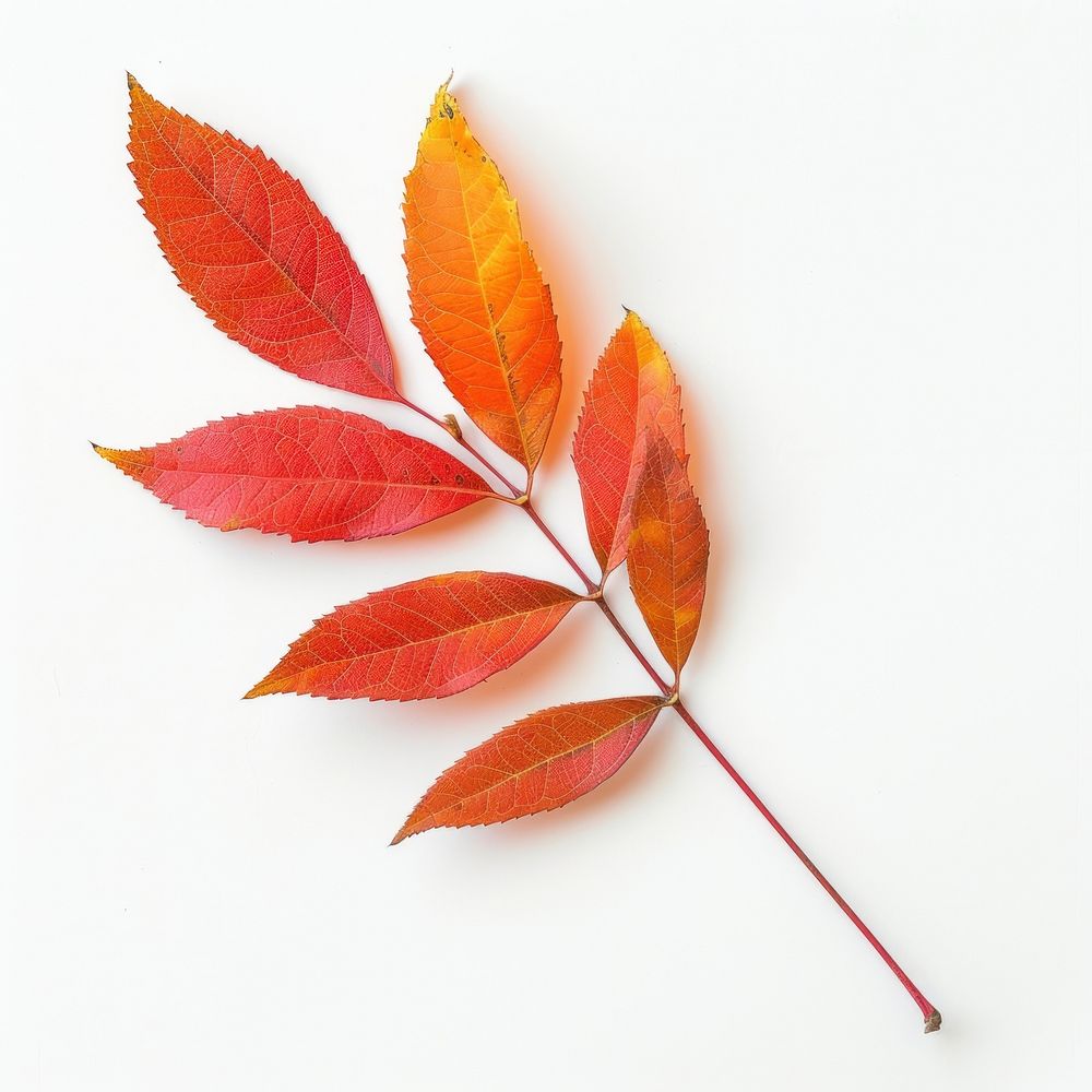 Vibrant autumn leaf branch | Free Photo - rawpixel