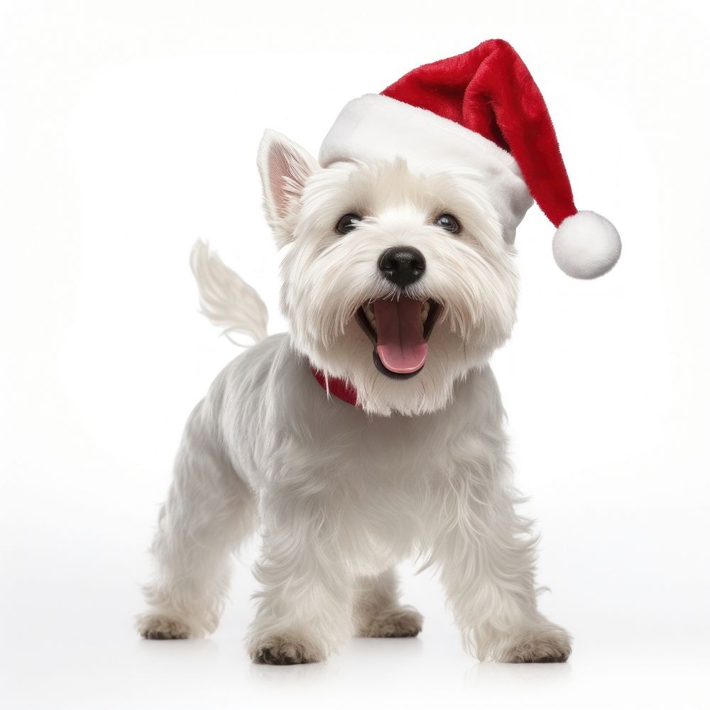 Festive dog wearing Santa hat | Free Photo - rawpixel