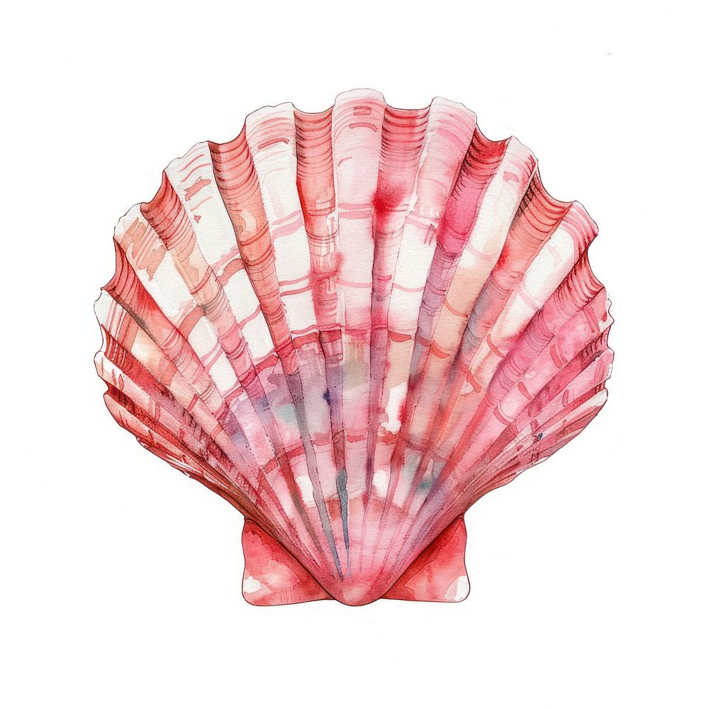 Pink Scallop Shell invertebrate seashell | Free Photo Illustration ...