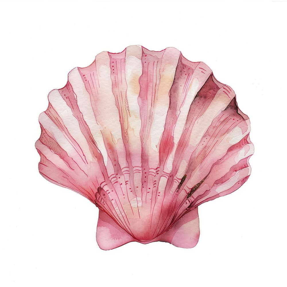 Pink Scallop Shell invertebrate seashell | Free Photo Illustration ...