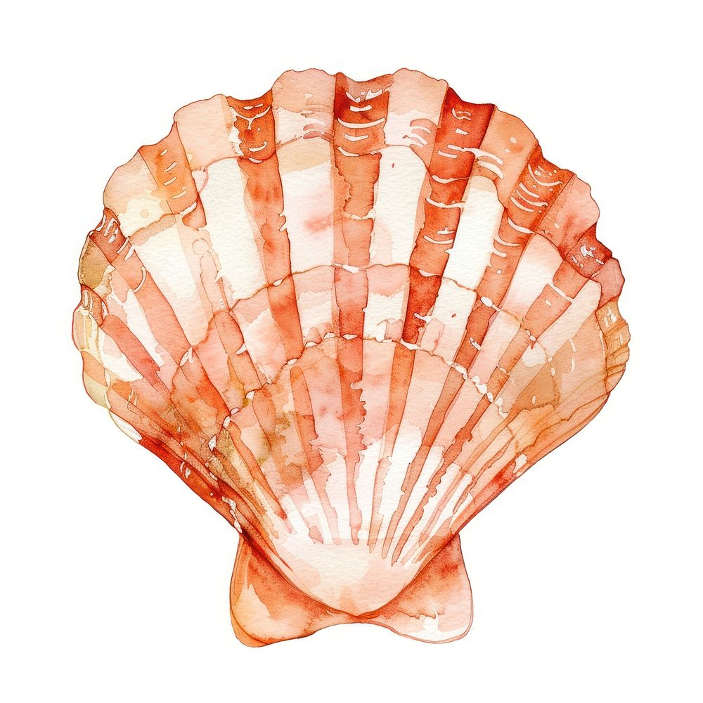 Scallop Shell invertebrate seashell clothing. | Free Photo Illustration ...
